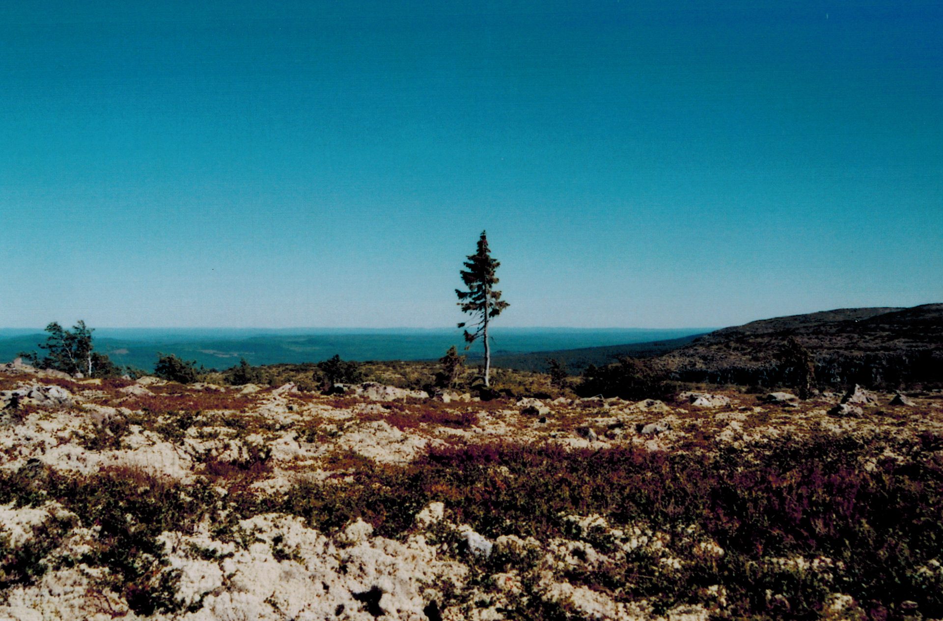 Old Tjikko, the World’s Oldest Tree.