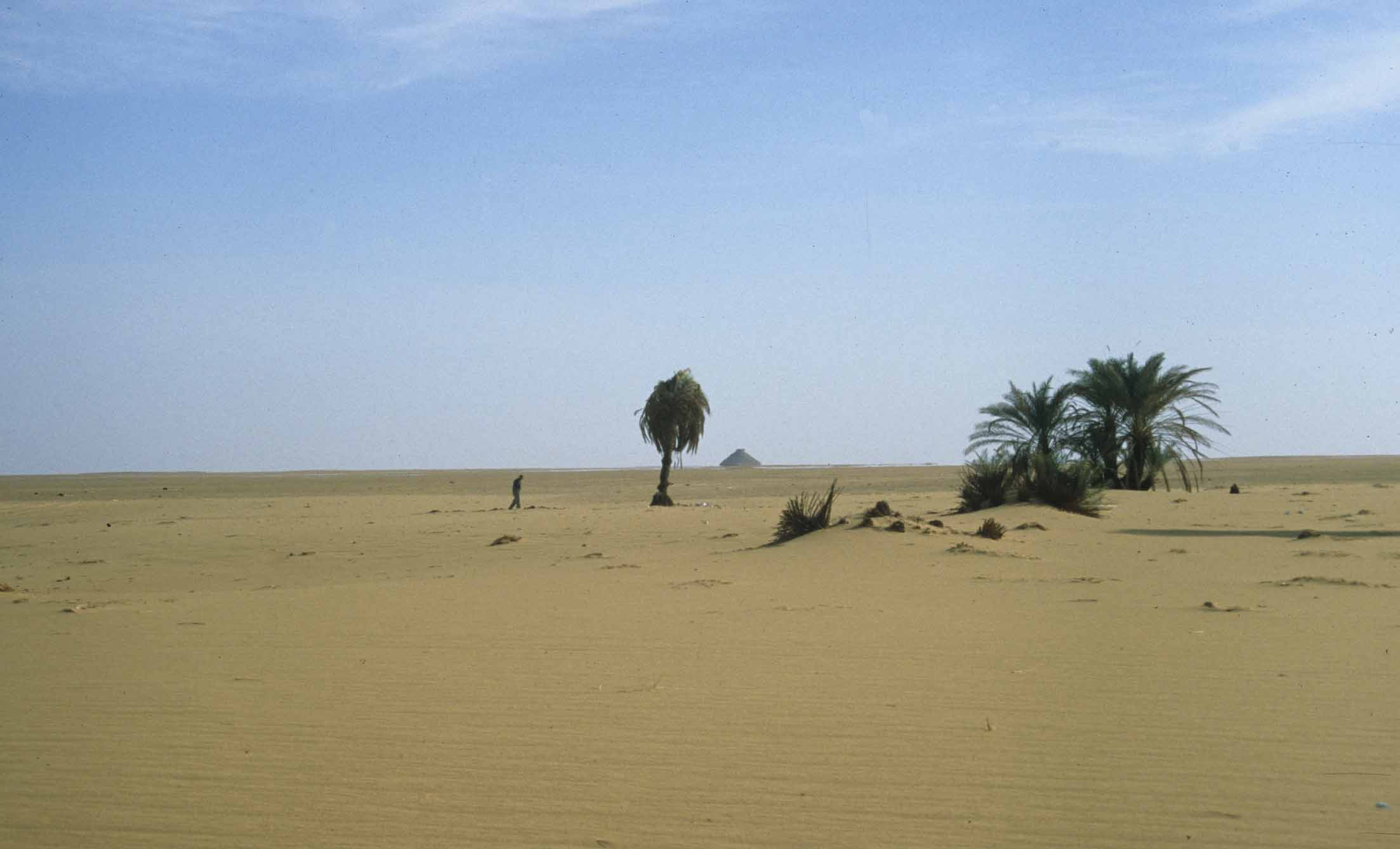 Shocking Desert Transformation