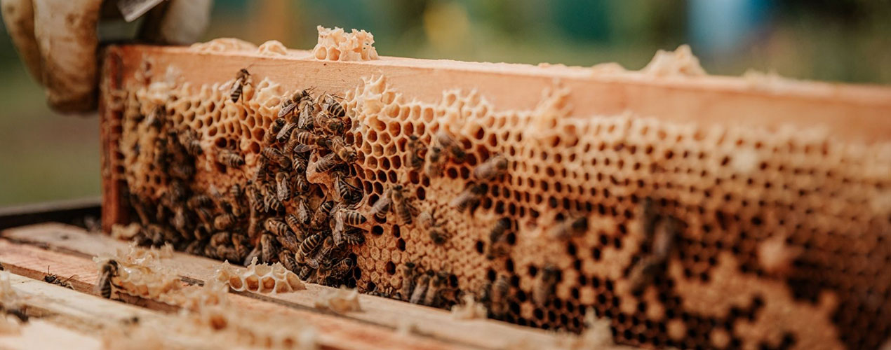 The Creature that Eats Plastic